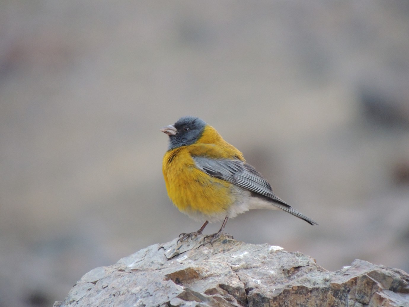 Flora y Fauna Yerba Loca