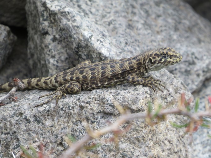 Flora y Fauna Yerba Loca